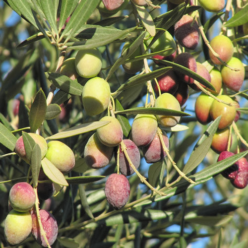 Nocellara - Sicily – cordell's